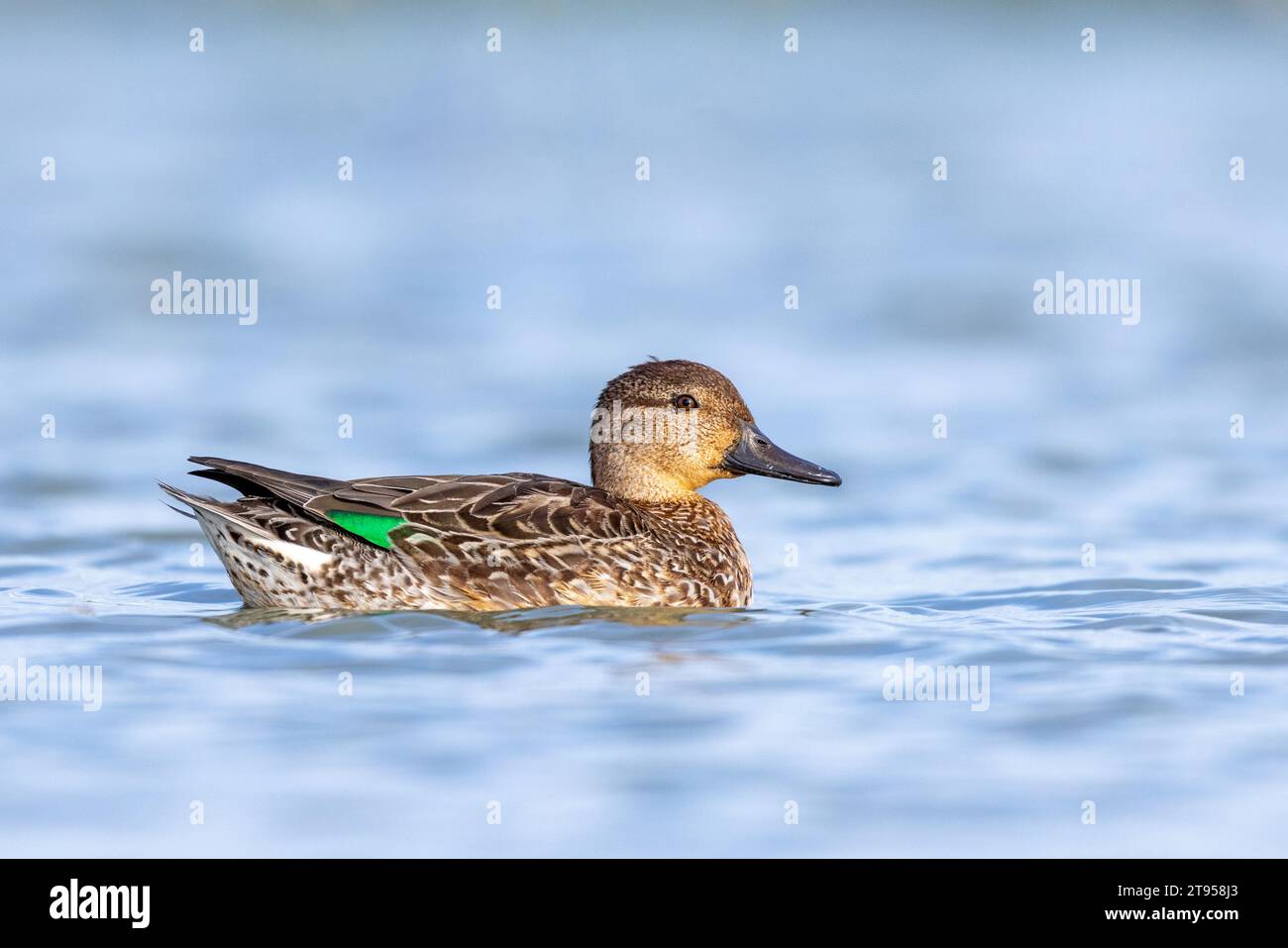 green-winged teal, Eurasian teal, common teal, Eurasian green-winged ...