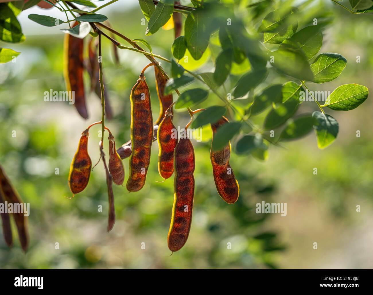 black locust, common locust, robinia (Robinia pseudo-acacia, Robinia ...