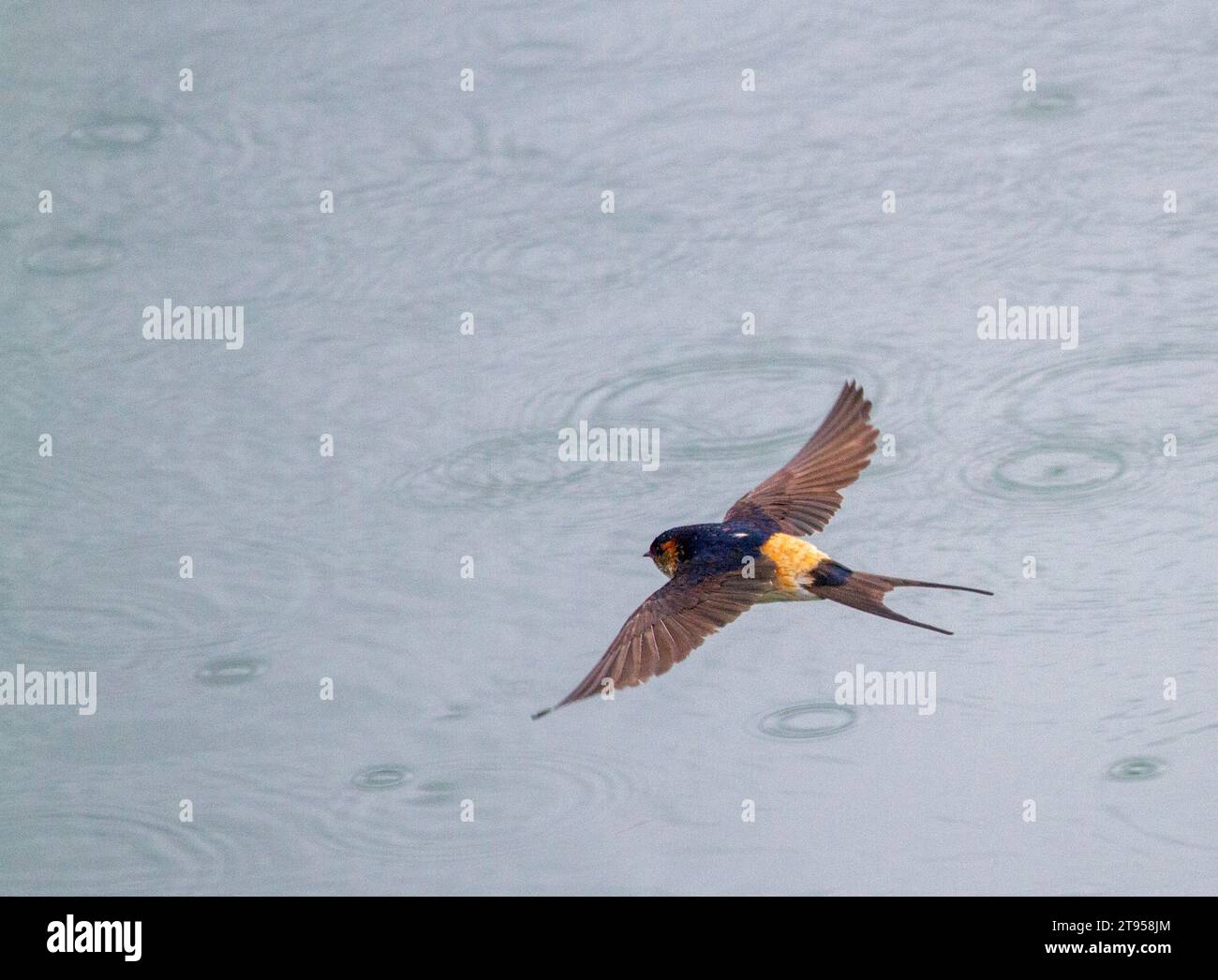 Eastern red-rumped swallow, red-rumped swallow (Hirundo daurica ...