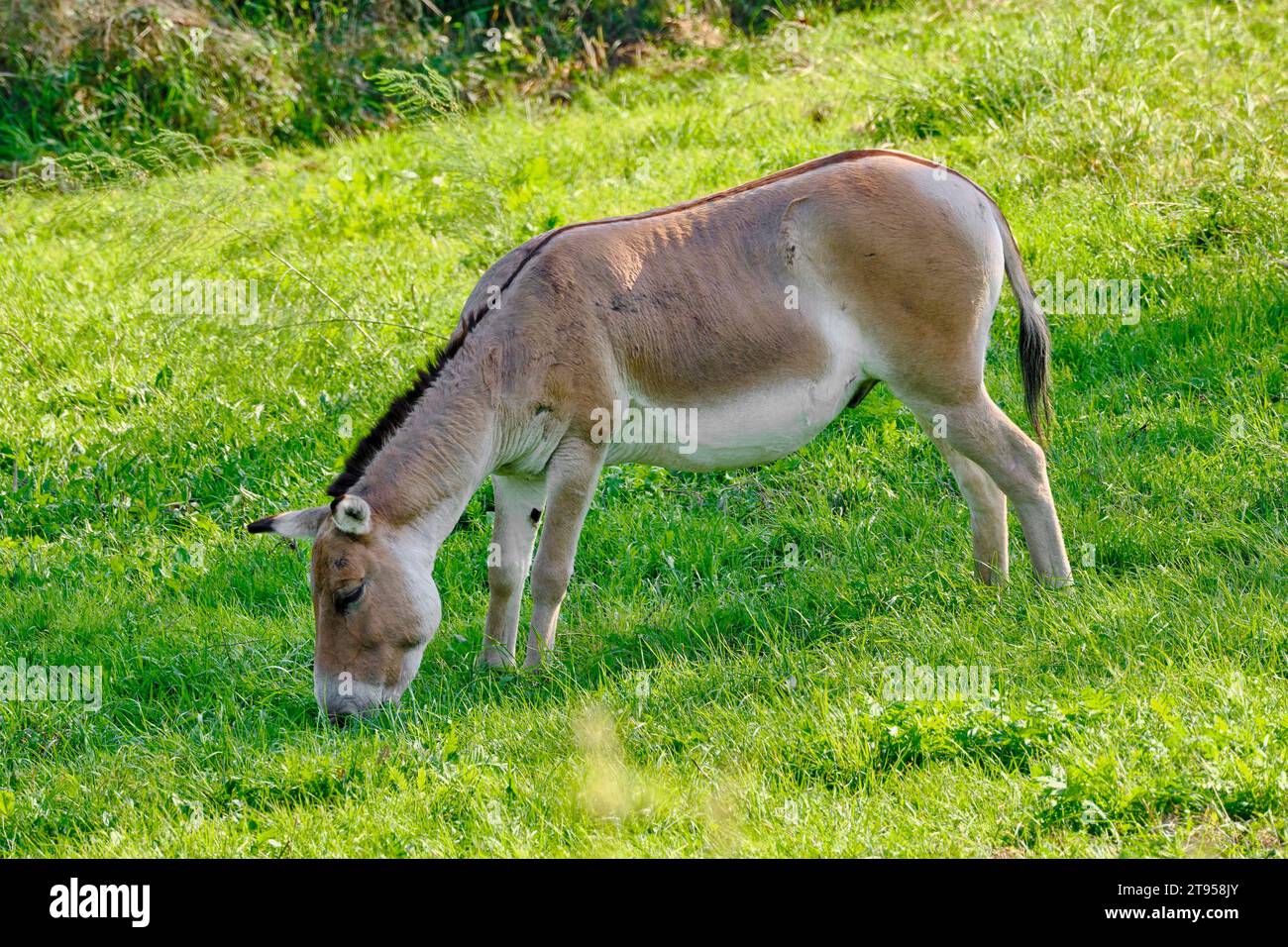 kulan (Equus hemionus kulan), grazing, side view, Germany, Hesse ...