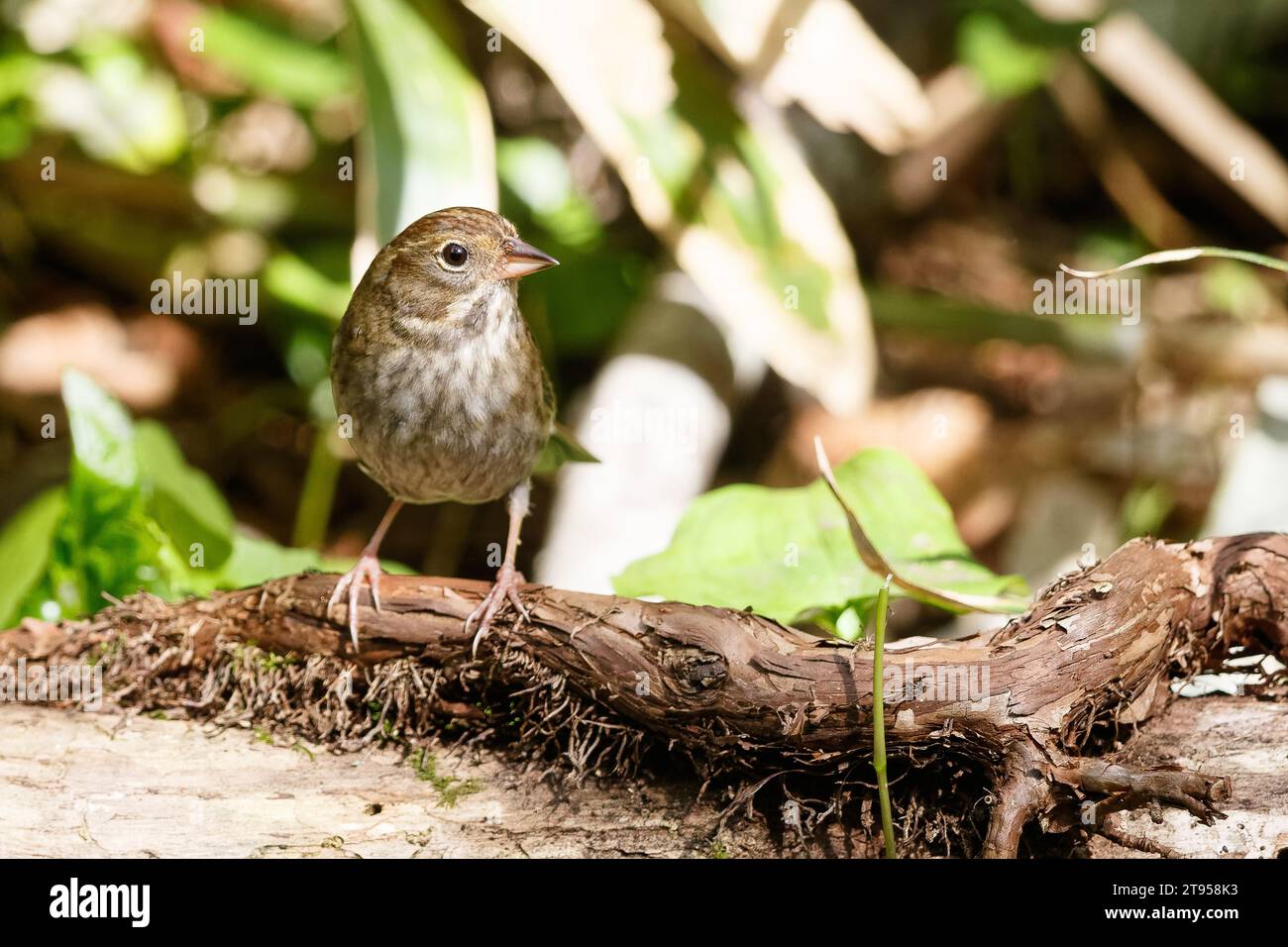 Japanese grey bunting (Emberiza variabilis), female, Japan, Hokkaido ...