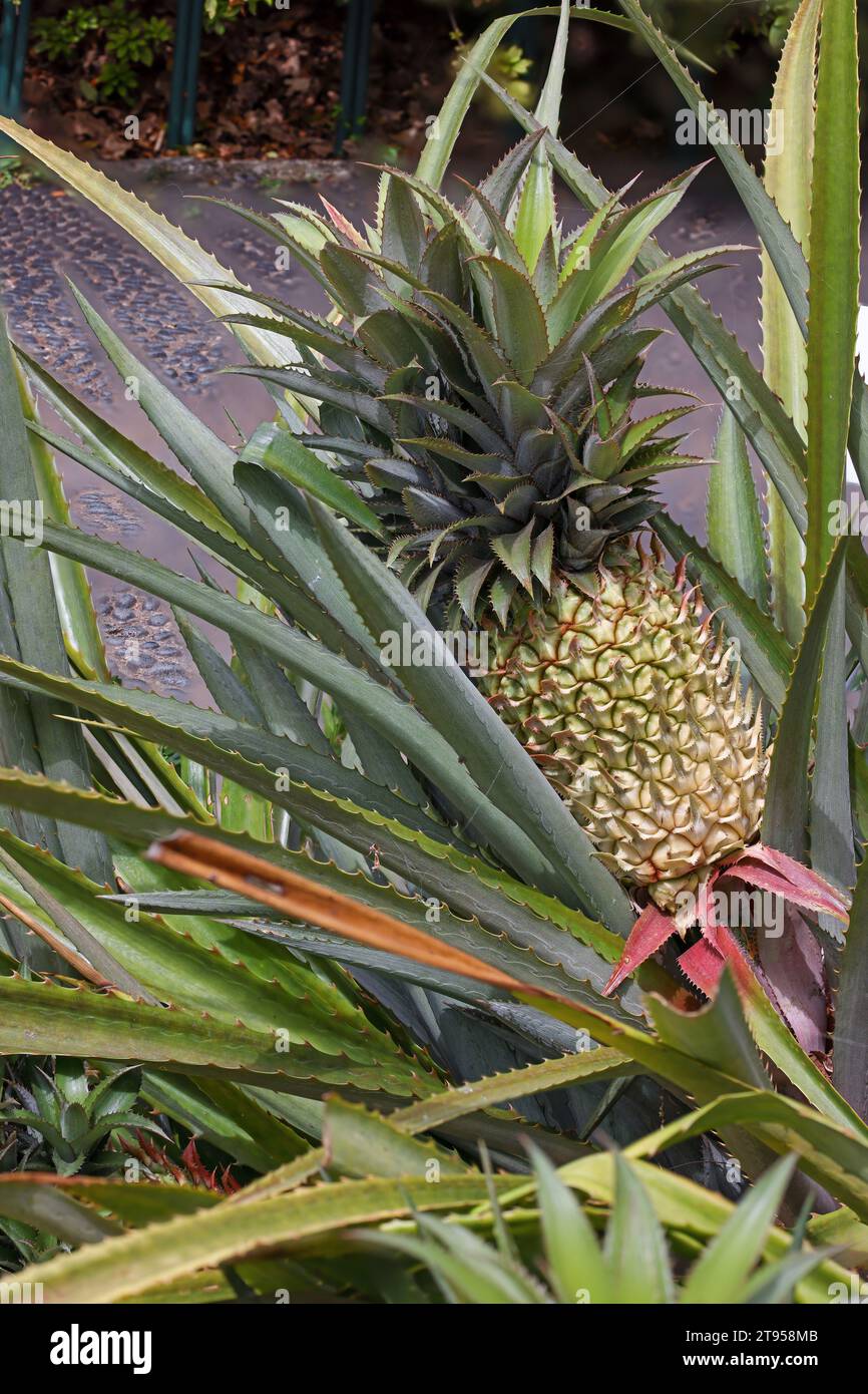 pineapple (Ananas comosus, Ananas sativus), plant with infructescence ...