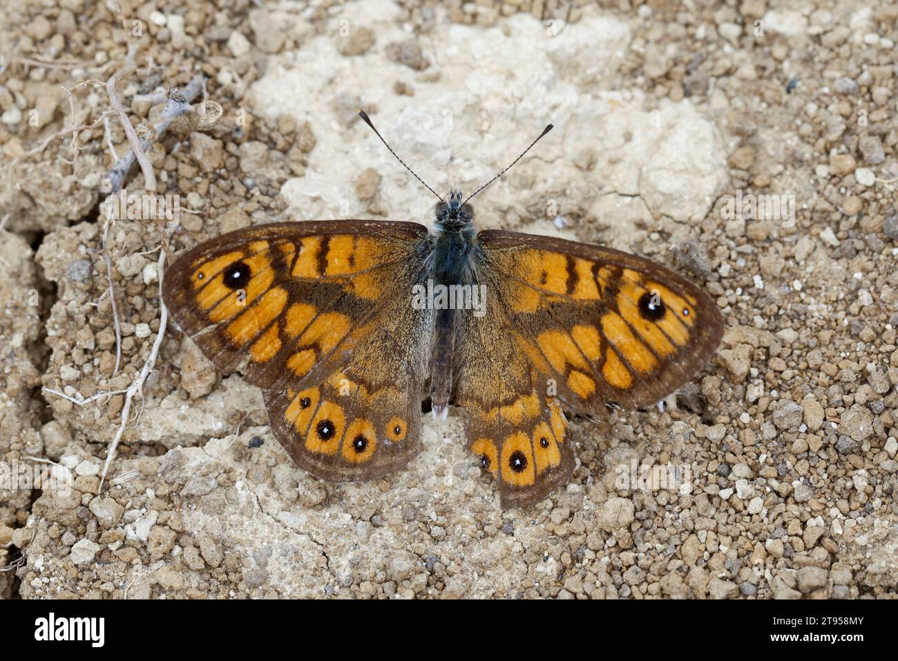 wall, wall brown (Lasiommata megera, Pararge megera), male on the ...