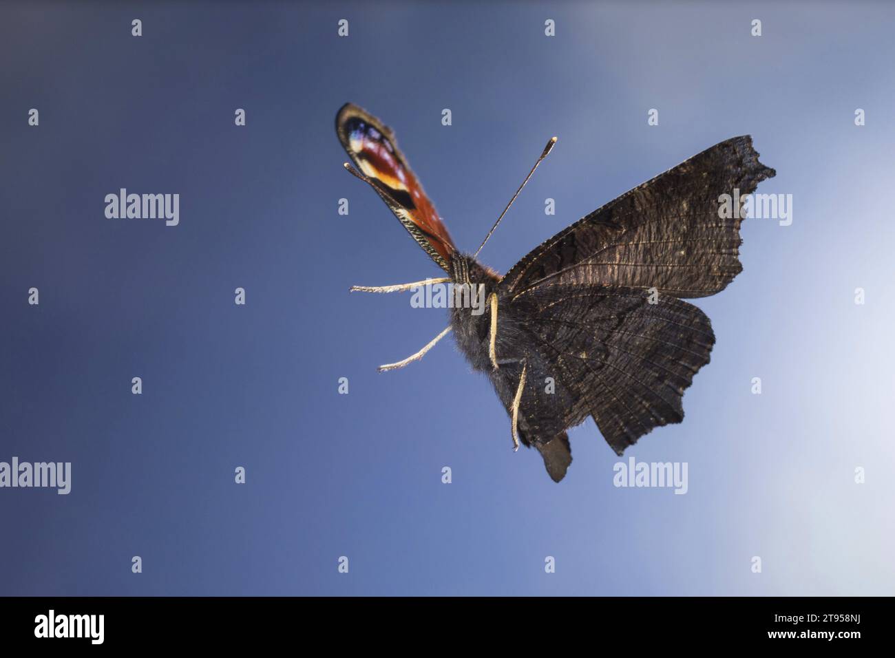 Peacock butterfly, European Peacock (Inachis io, Nymphalis io, Aglais ...