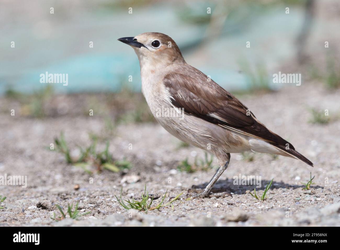Chestnut cheeked starling hi-res stock photography and images - Alamy