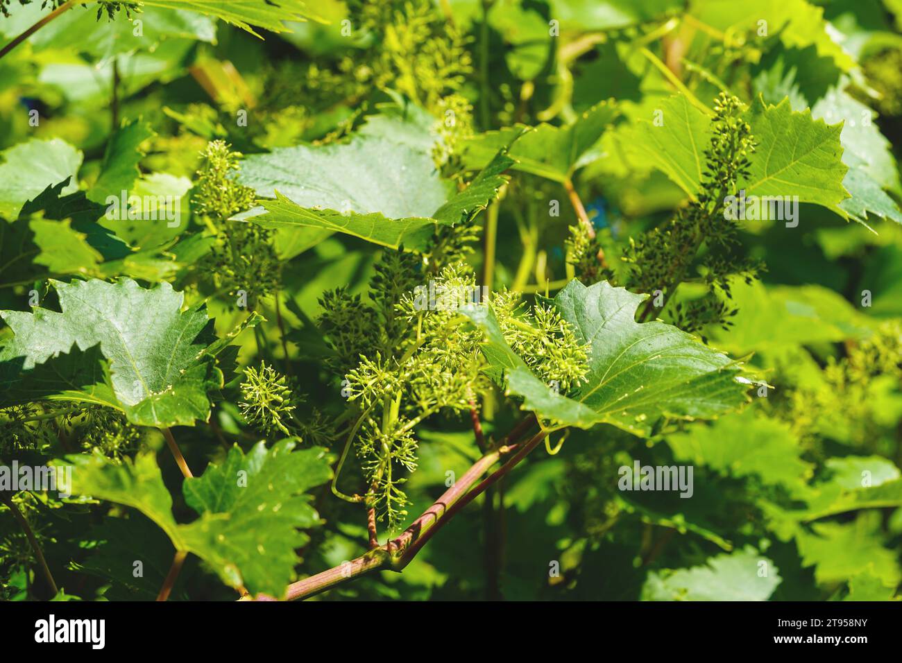 grape-vine, vine (Vitis vinifera), blooming Stock Photo - Alamy grape-vine, vine (Vitis vinifera), blooming Stock Photo - Alamy