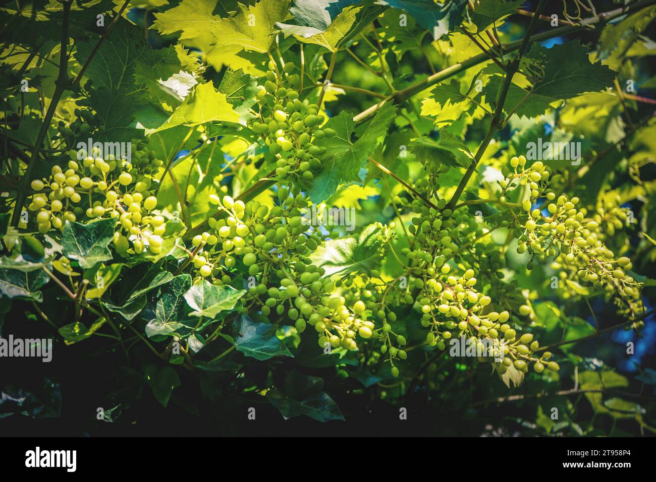 grape-vine, vine (Vitis vinifera), young grapes at shrub Stock Photo - Alamy