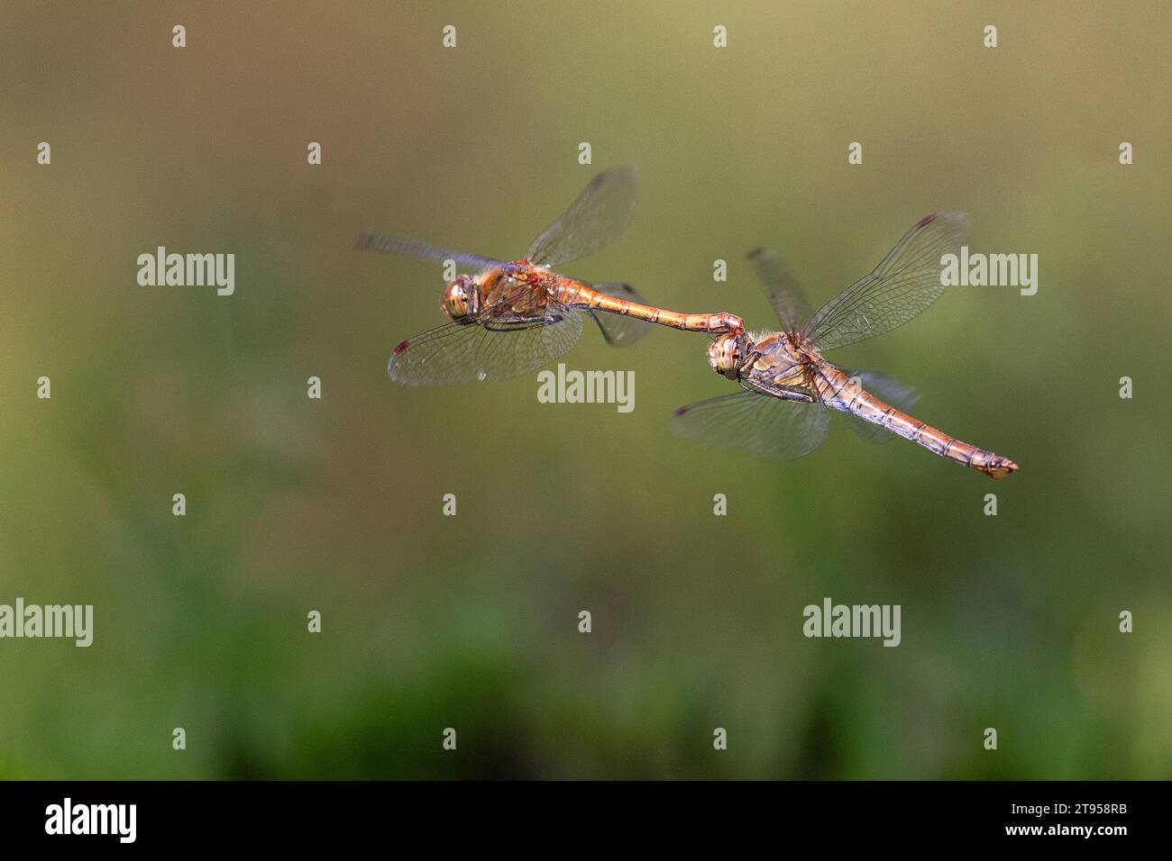 common sympetrum, common darter (Sympetrum striolatum), tandem couple ...