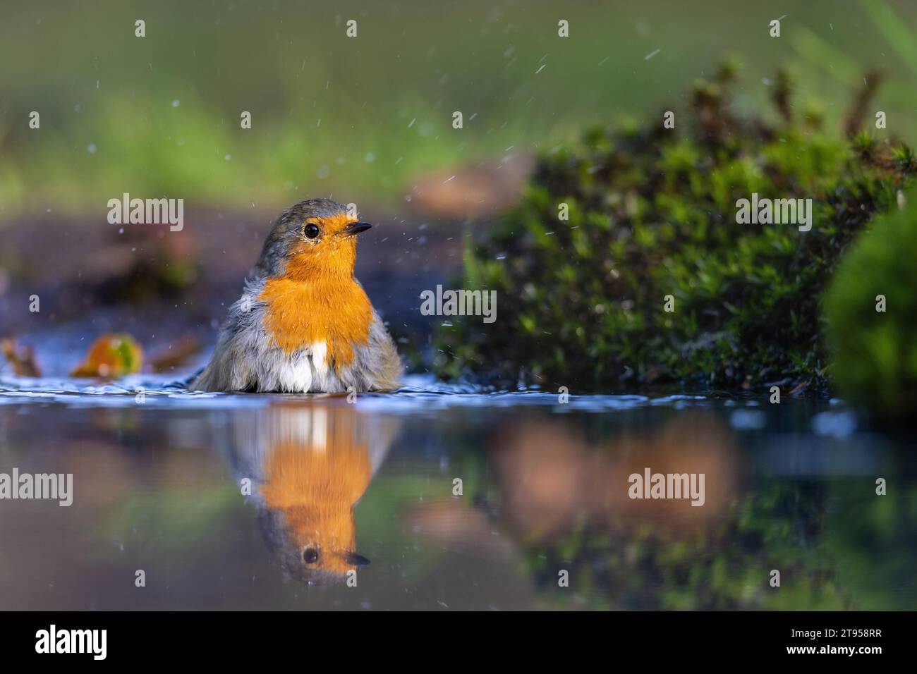 Robin bird bath hi-res stock photography and images - Alamy