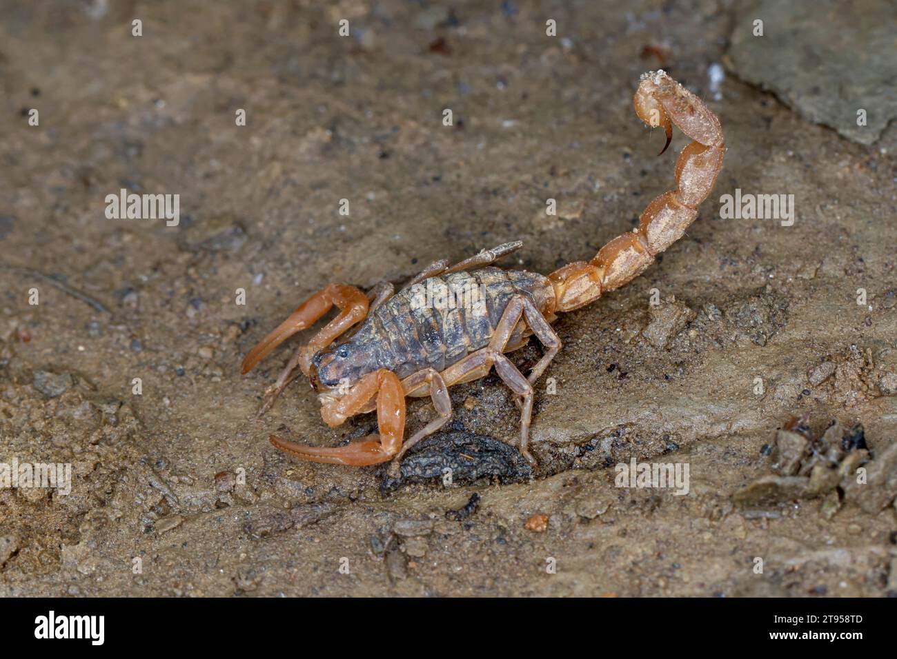 Mediterranean checkered scorpion (Mesobuthus gibbosus), on the ground ...