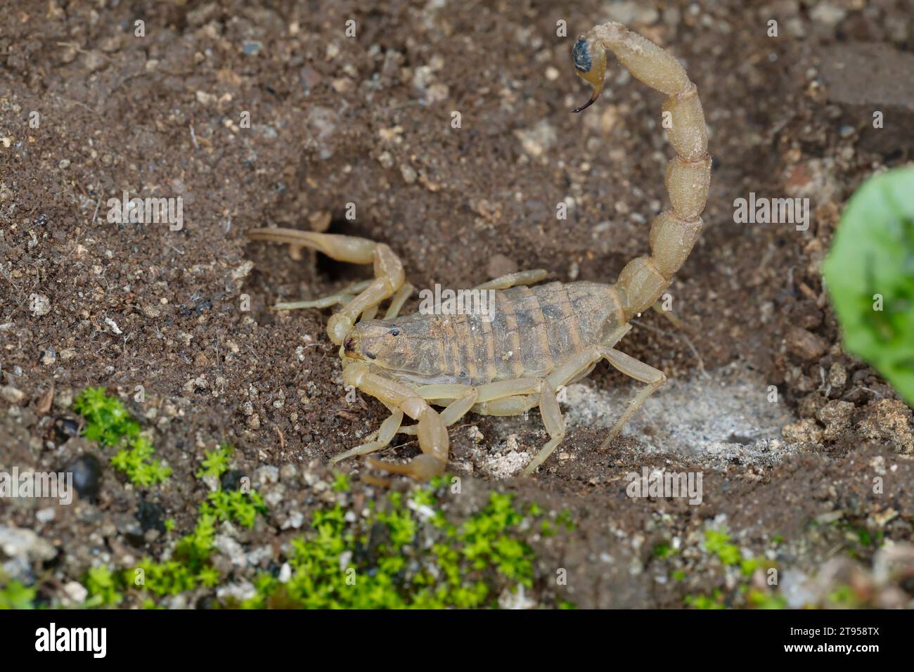 Mediterranean checkered scorpion (Mesobuthus gibbosus), on the ground ...