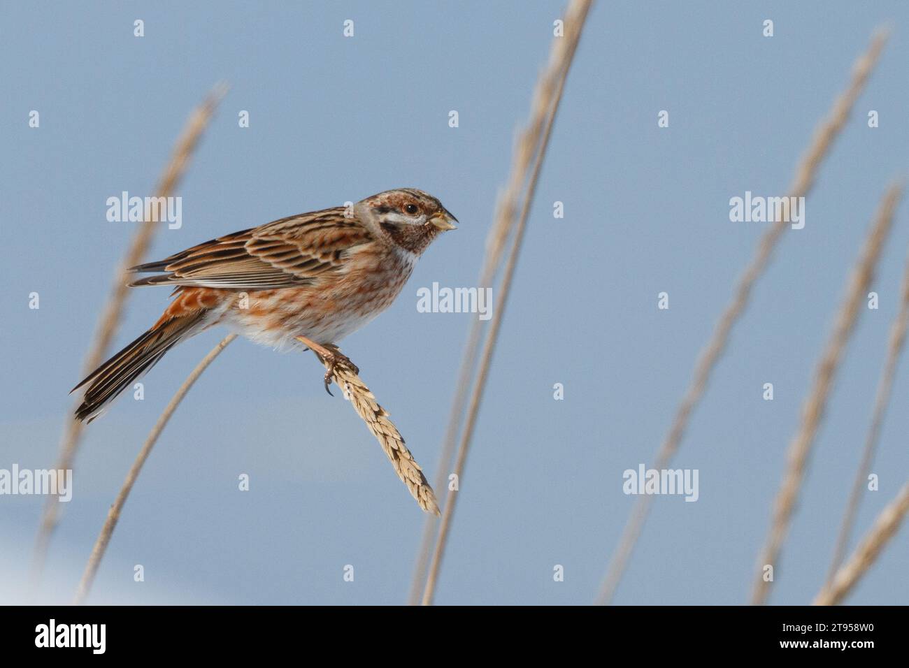 pine bunting (Emberiza leucocephalos), male perching in eclipse plumage ...