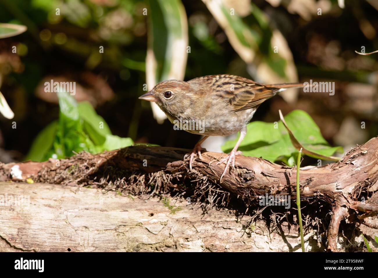 Japanese grey bunting (Emberiza variabilis), female, Japan, Hokkaido ...