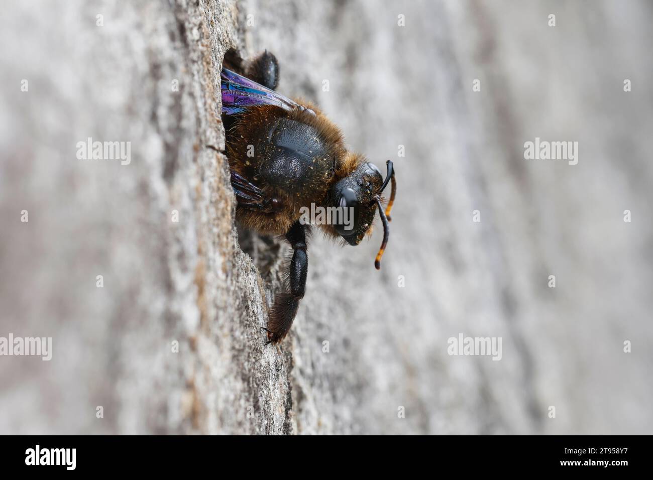 Violet carpenter bee (Xylocopa violacea), male at nest hole in dead ...