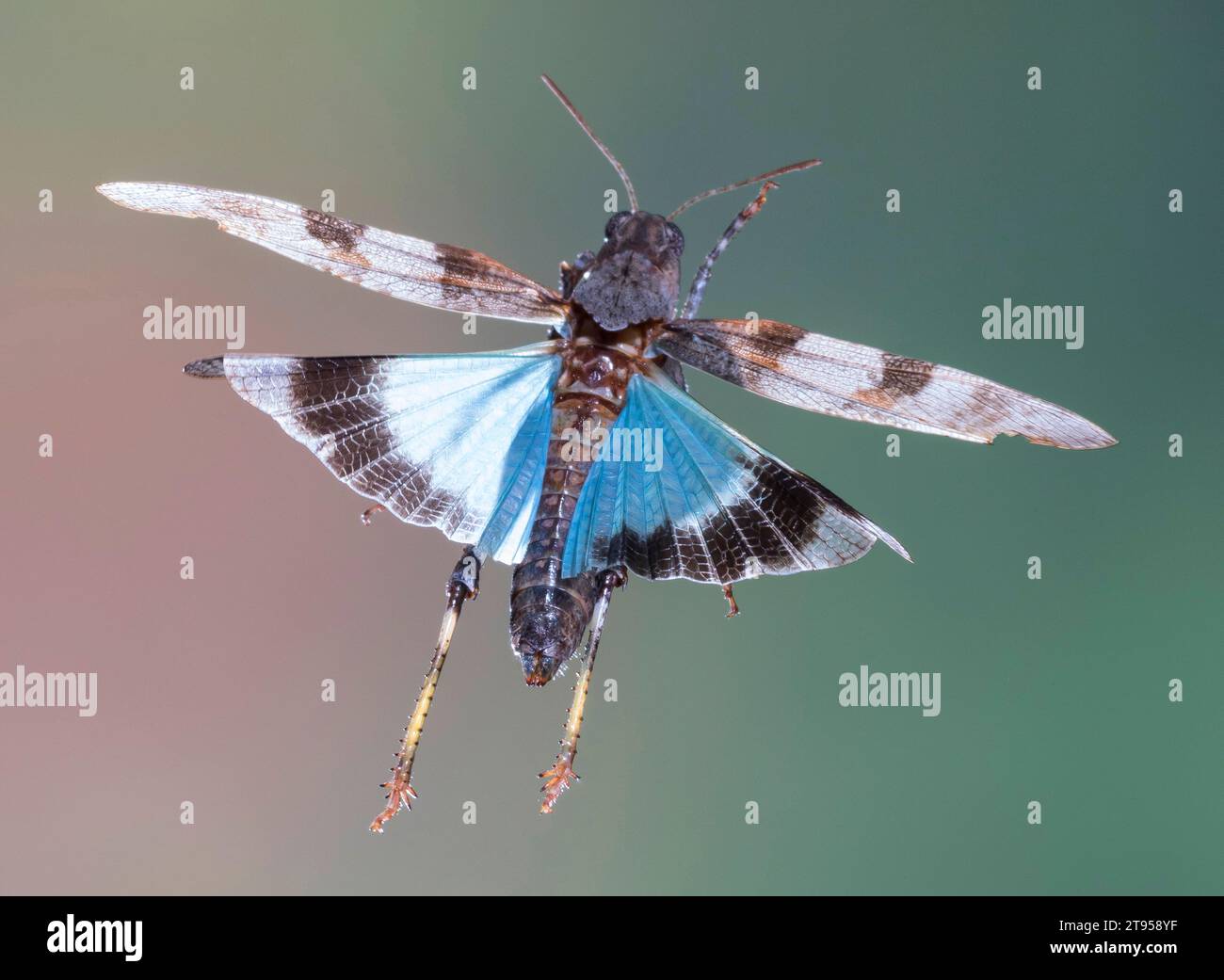 Blue-winged grasshopper (Oedipoda coerulescens, Oedipoda caerulescens ...