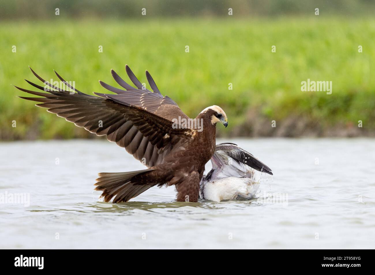 Western Marsh Harrier, Eurasian marsh harrier (Circus aeruginosus ...