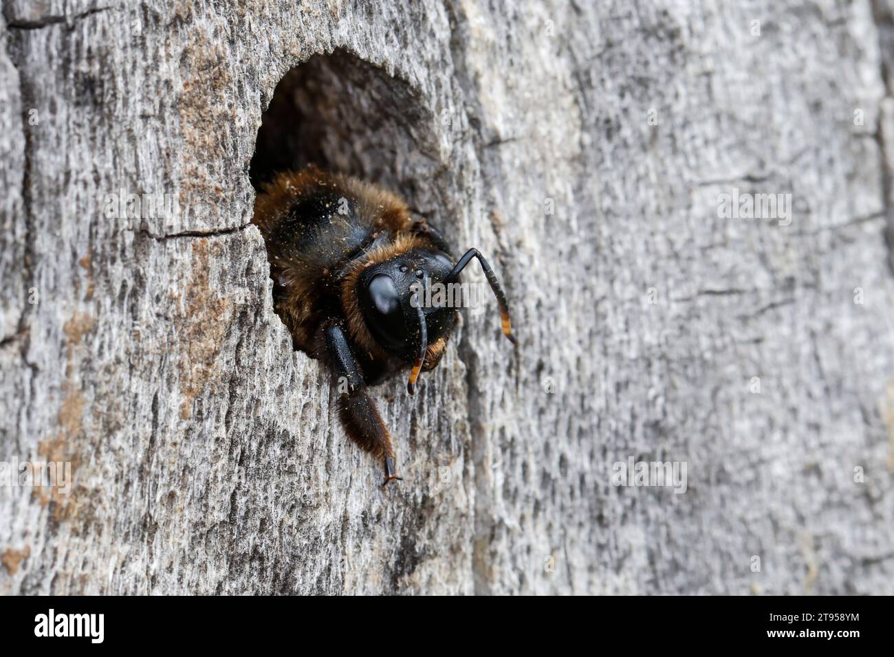 Violet carpenter bee (Xylocopa violacea), male at nest hole in dead ...