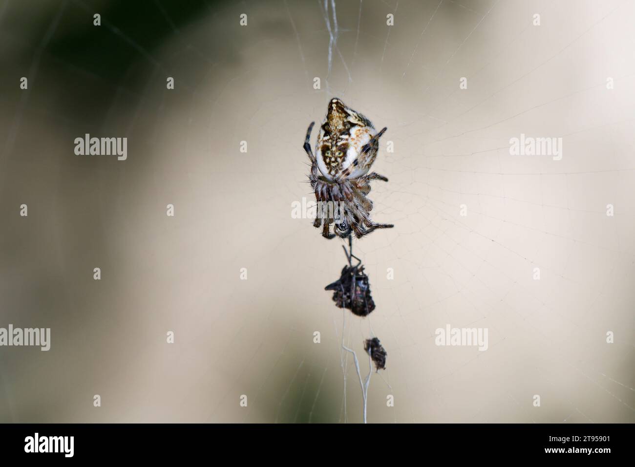 Trashline orbweaver (Cyclosa conica), female in resting posture with ...