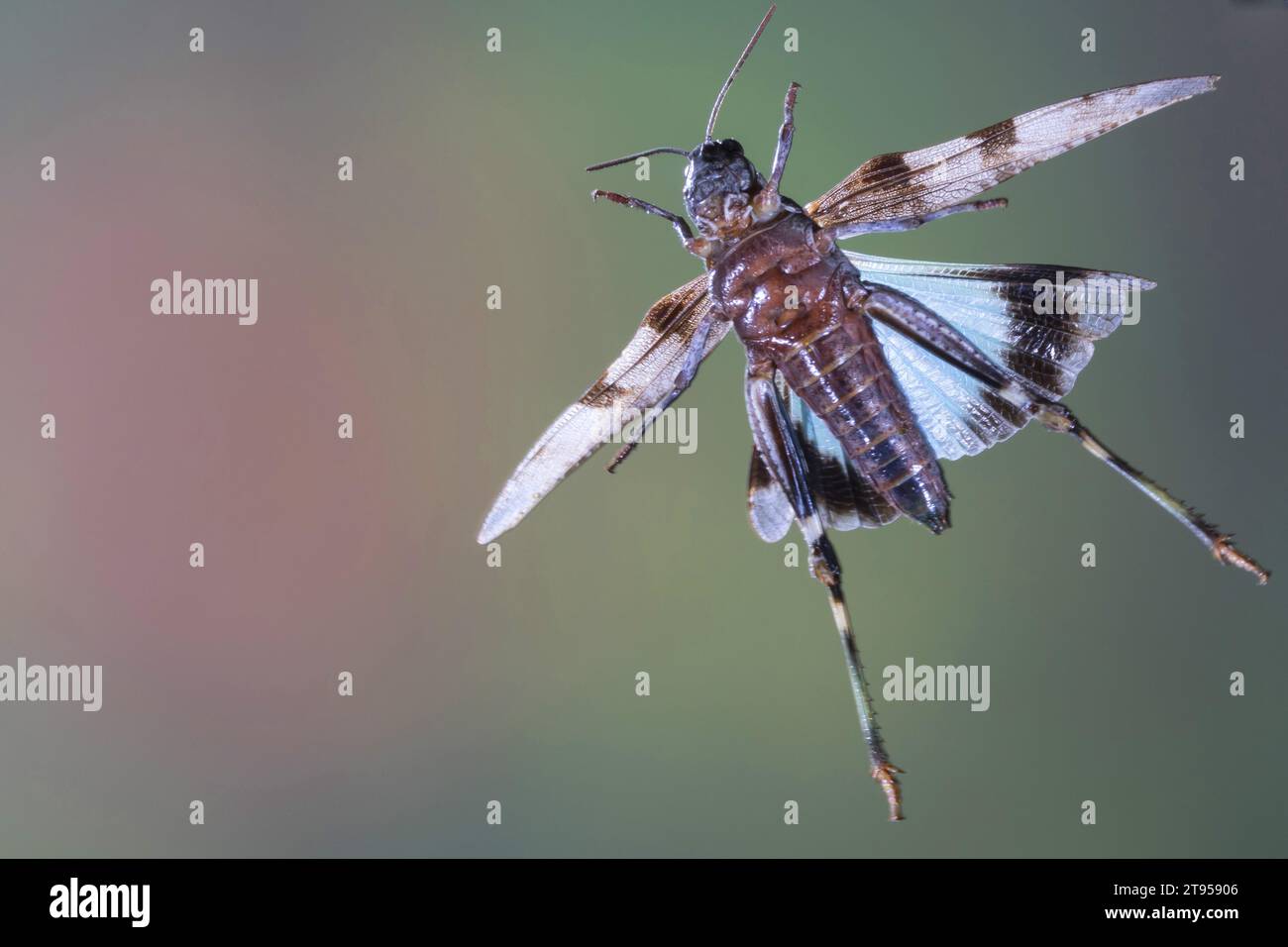 Flying grasshopper hi-res stock photography and images - Alamy