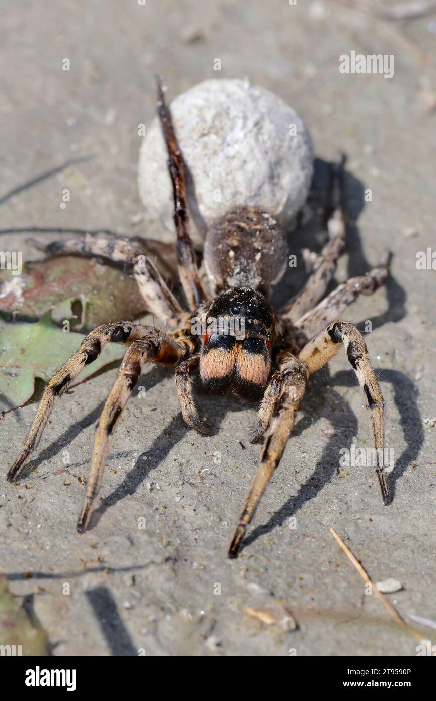 Geolycosa vultuosa hi-res stock photography and images - Alamy