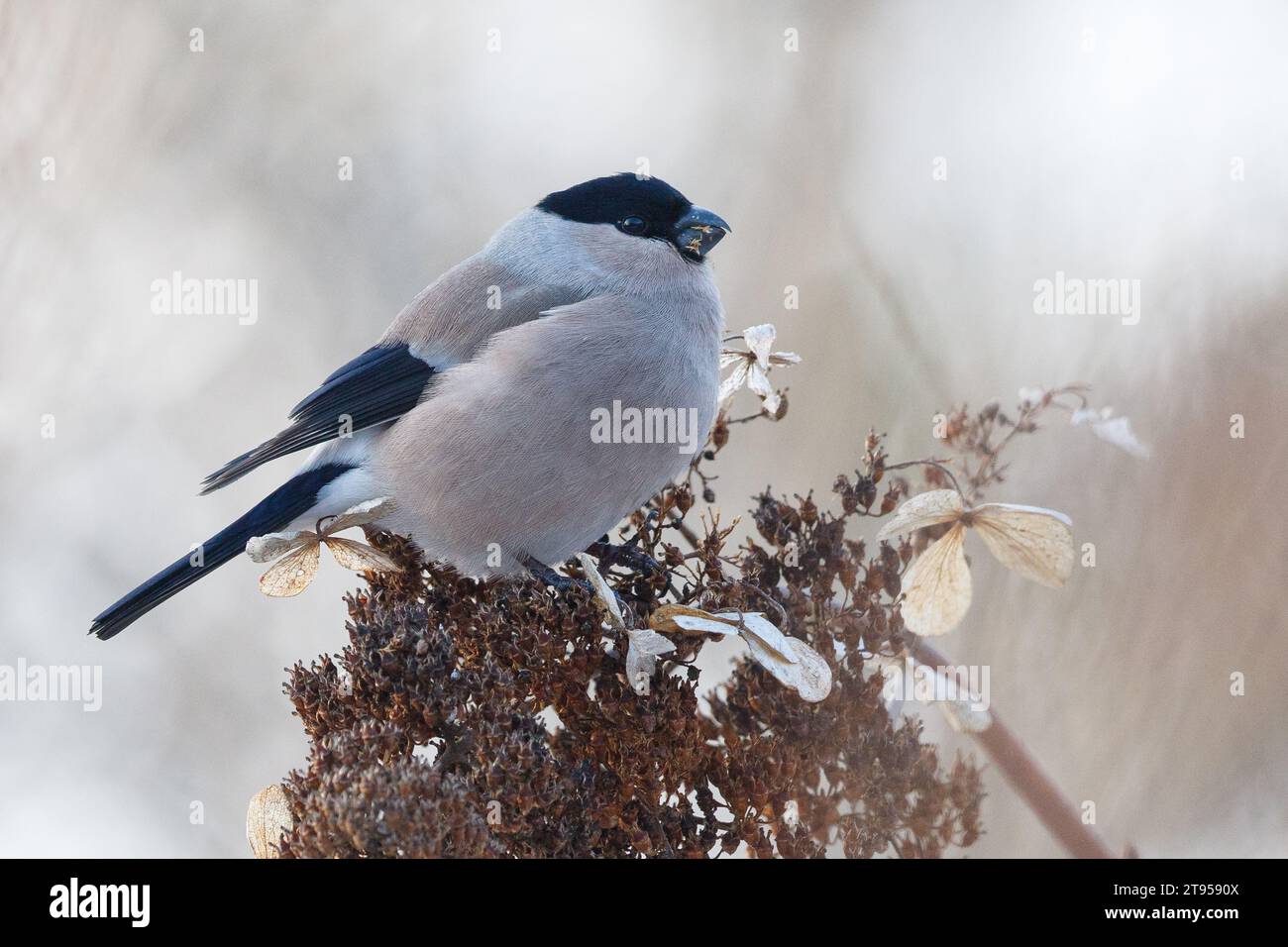 bullfinch, Eurasian bullfinch, northern bullfinch (Pyrrhula pyrrhula ...