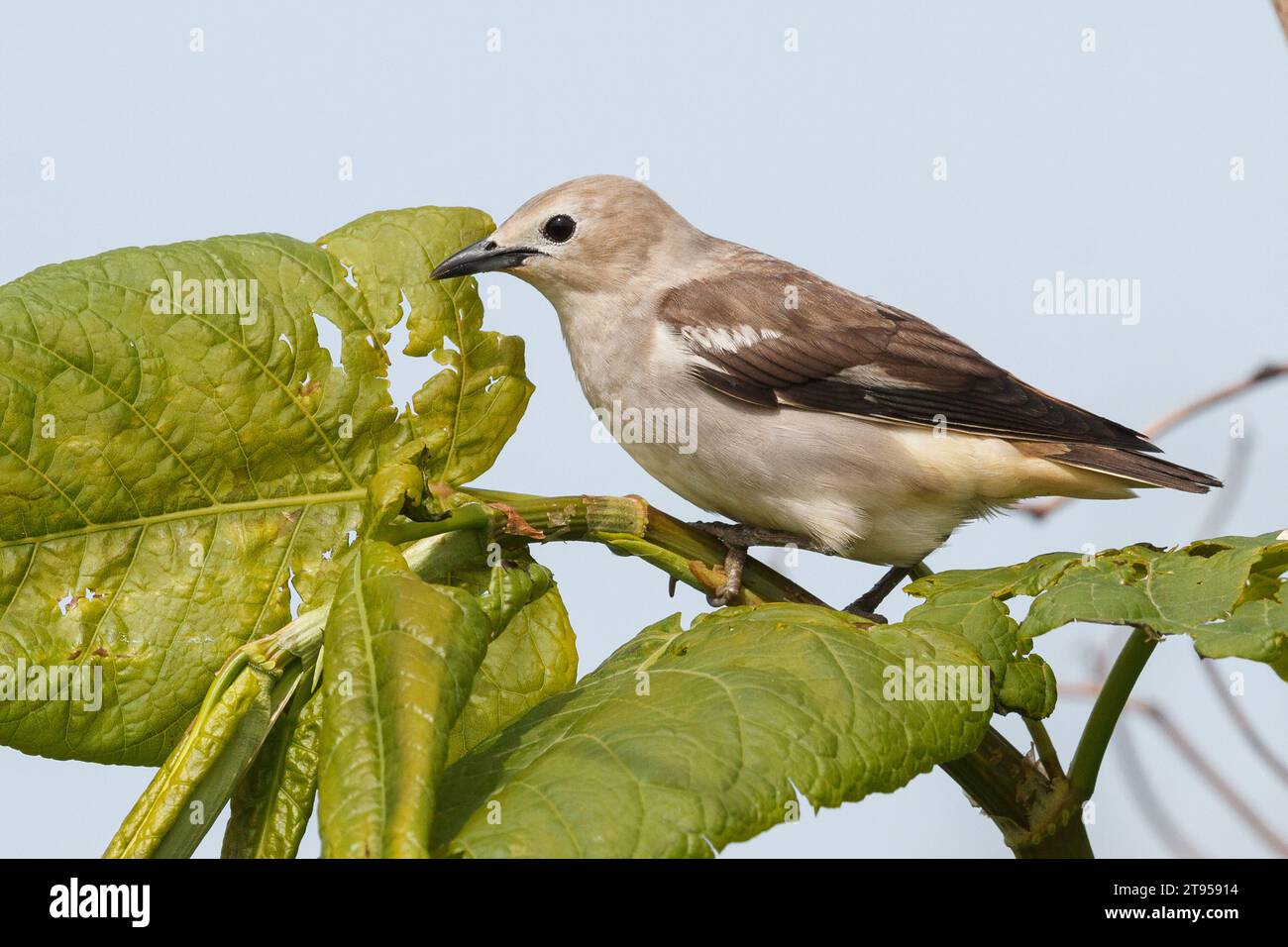 Chestnut-cheeked starling (Agropsar philippensis), female sitting on a ...