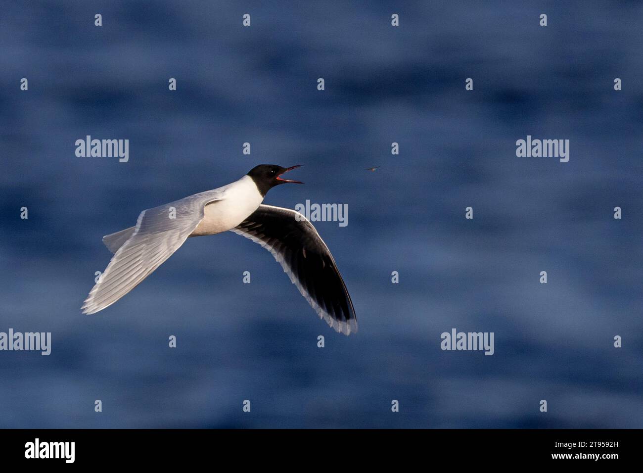 little gull (Hydrocoloeus minutus, Larus minutus), wants to catch a ...