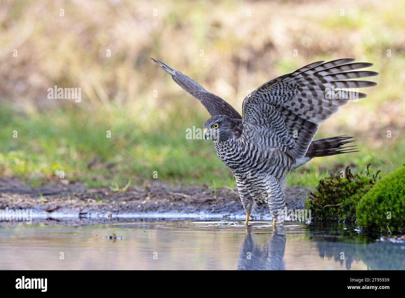 northern sparrow hawk (Accipiter nisus), female in water, flapping ...