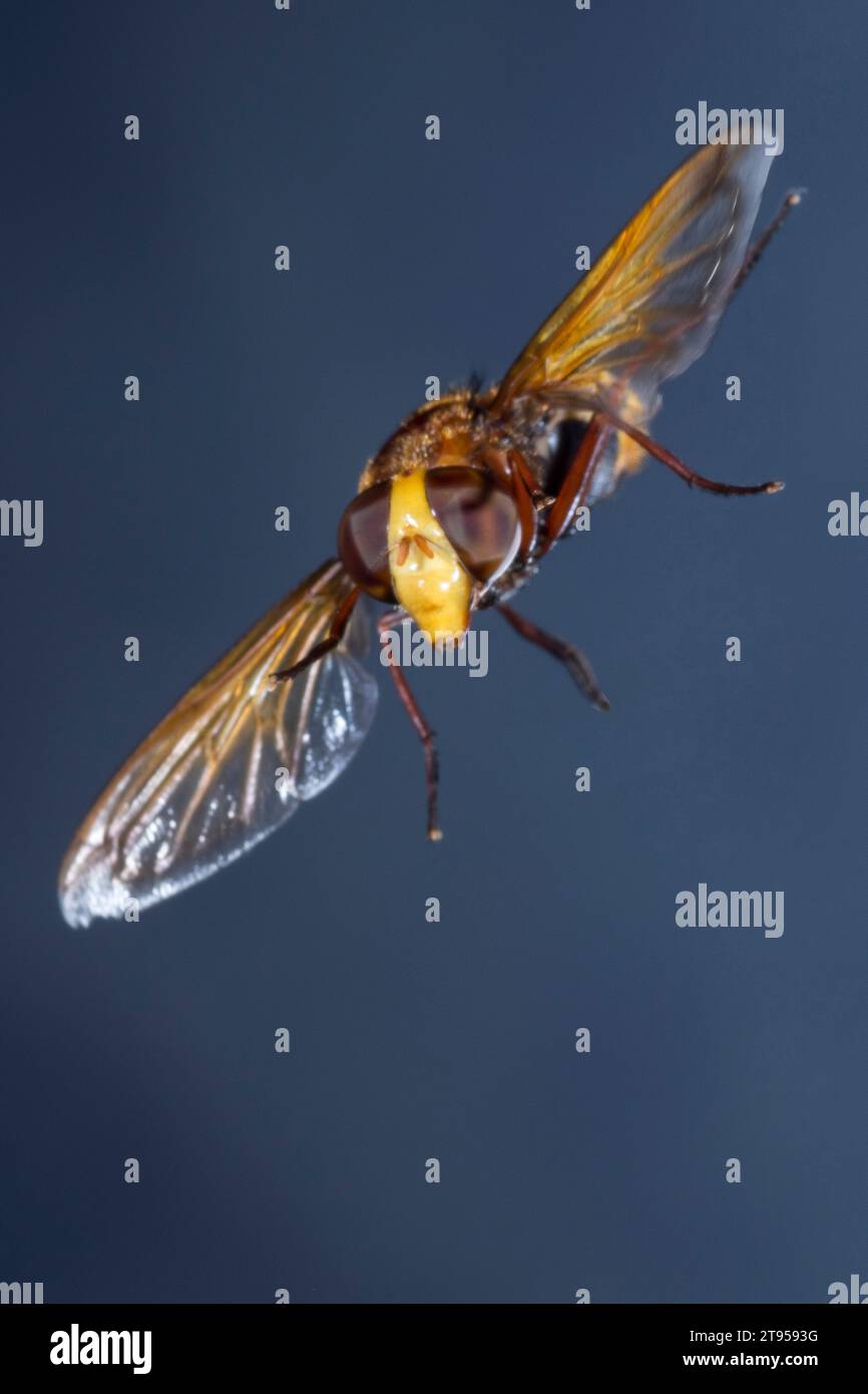 Hornet mimic hoverfly (Volucella zonaria, Volucella zonalis), in flight ...