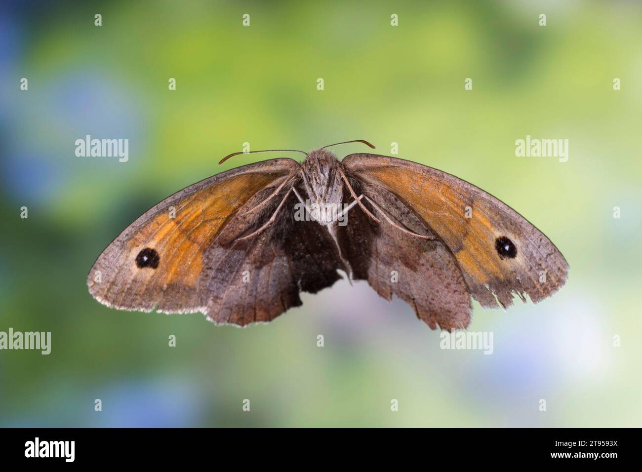 Meadow brown (Maniola jurtina, Epinephele jurtina), in flight, Germany ...