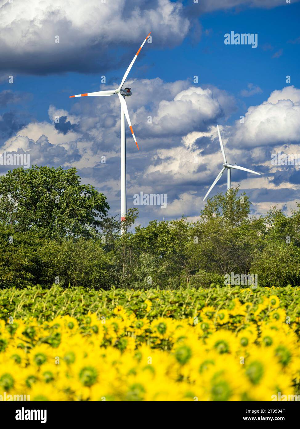 common sunflower (Helianthus annuus), wind wheels behind a sunflower ...