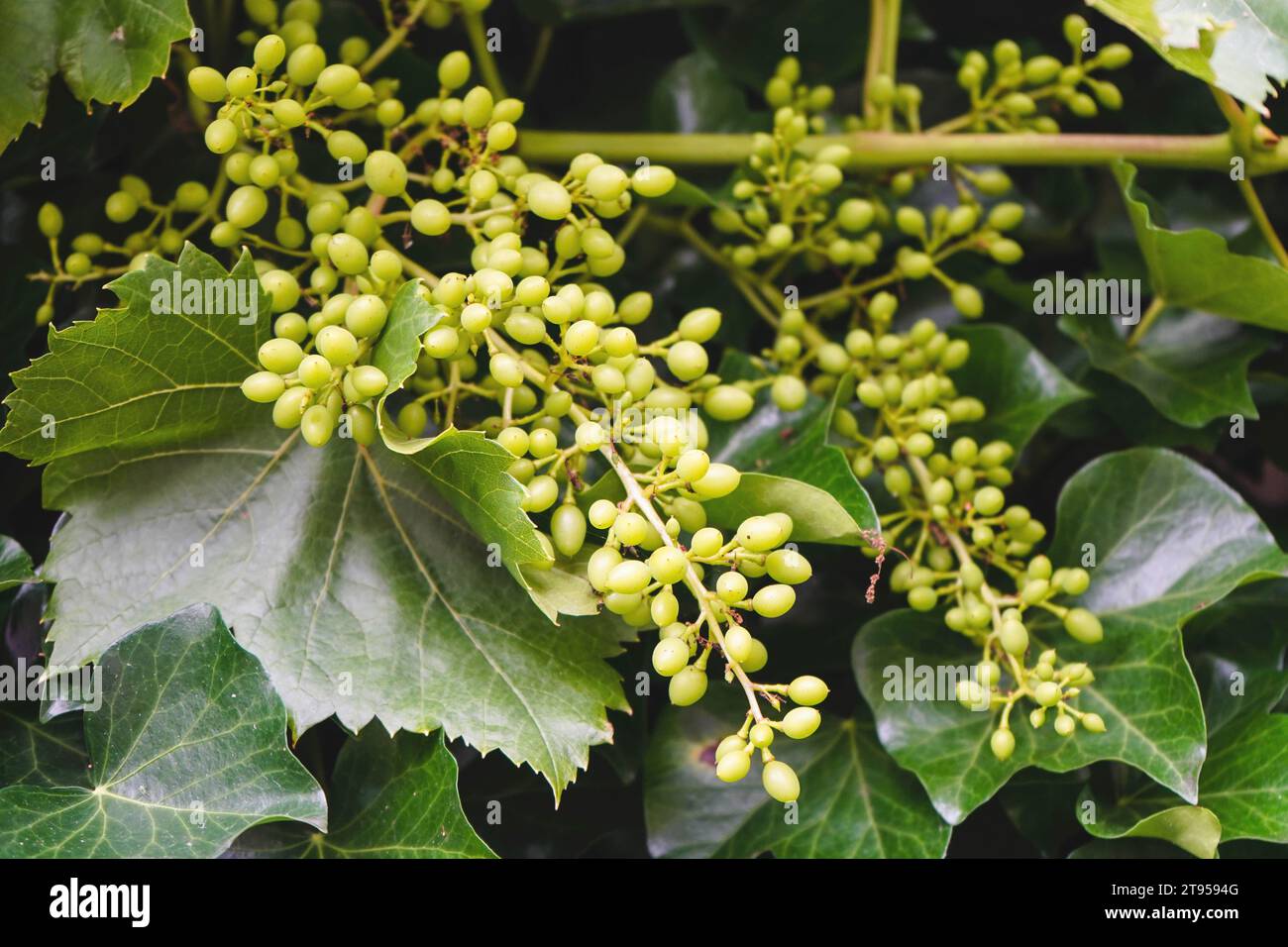 grape-vine, vine (Vitis vinifera), young grapes at shrub Stock Photo - Alamy