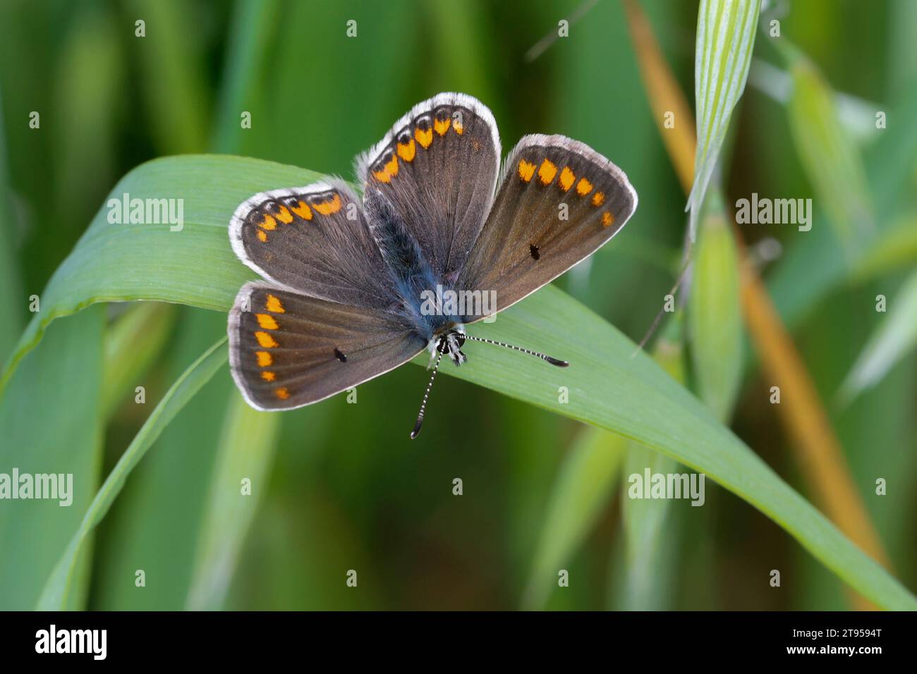 brown argus (Aricia agestis), sitting on grass leaf, Croatia Stock ...