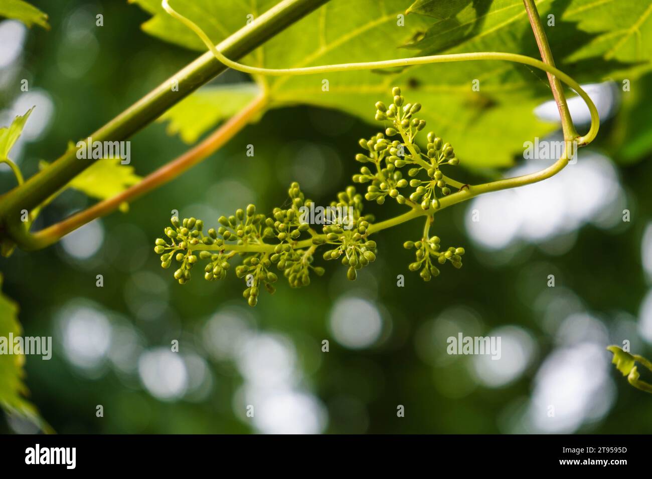 Grapes inflorescence hi-res stock photography and images - Alamy