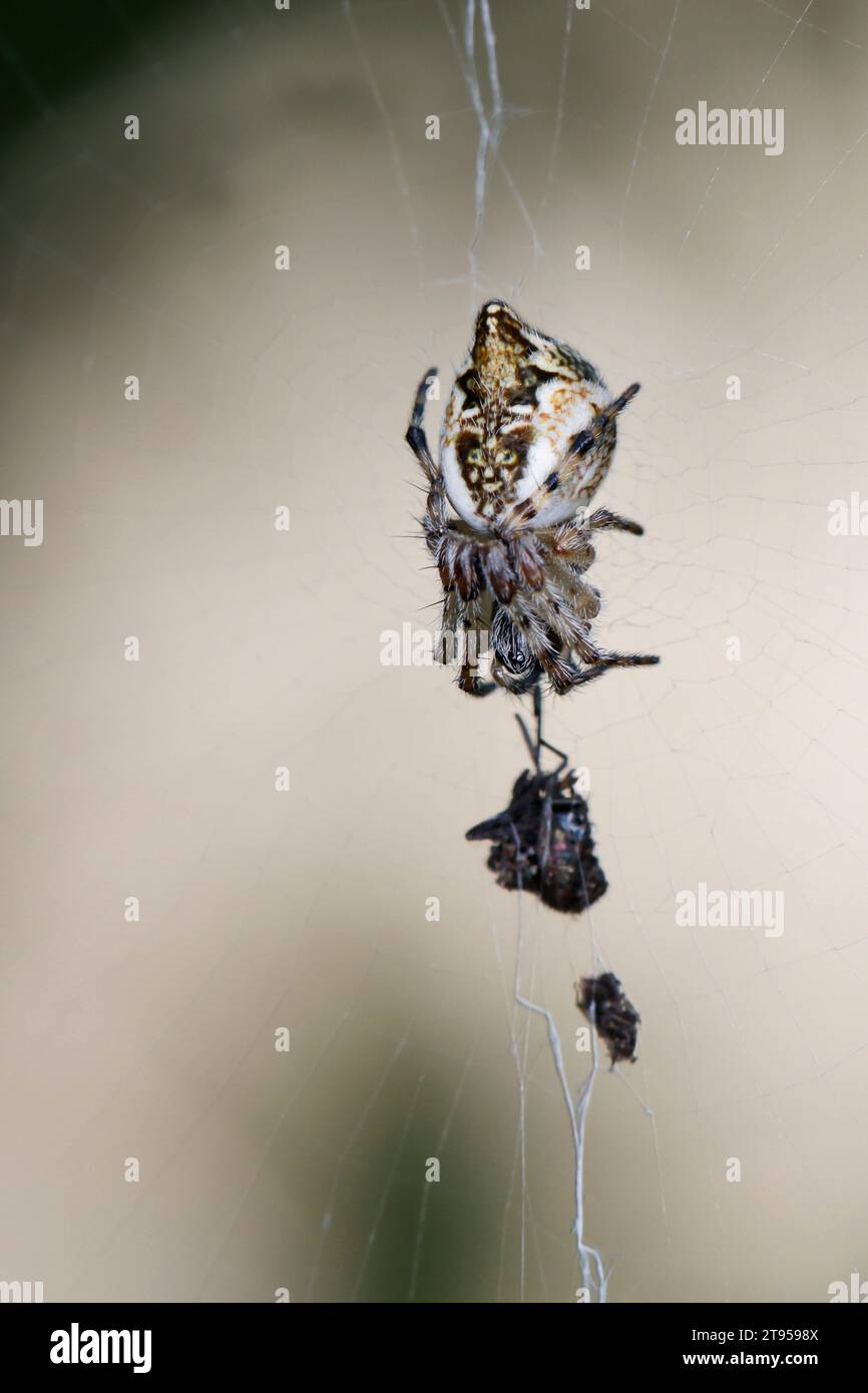 Trashline orbweaver (Cyclosa conica), female in resting posture with ...