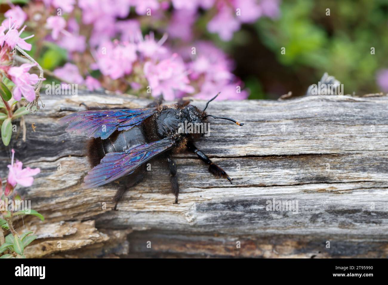 Violet carpenter bee (Xylocopa violacea), wet from the rain male on ...