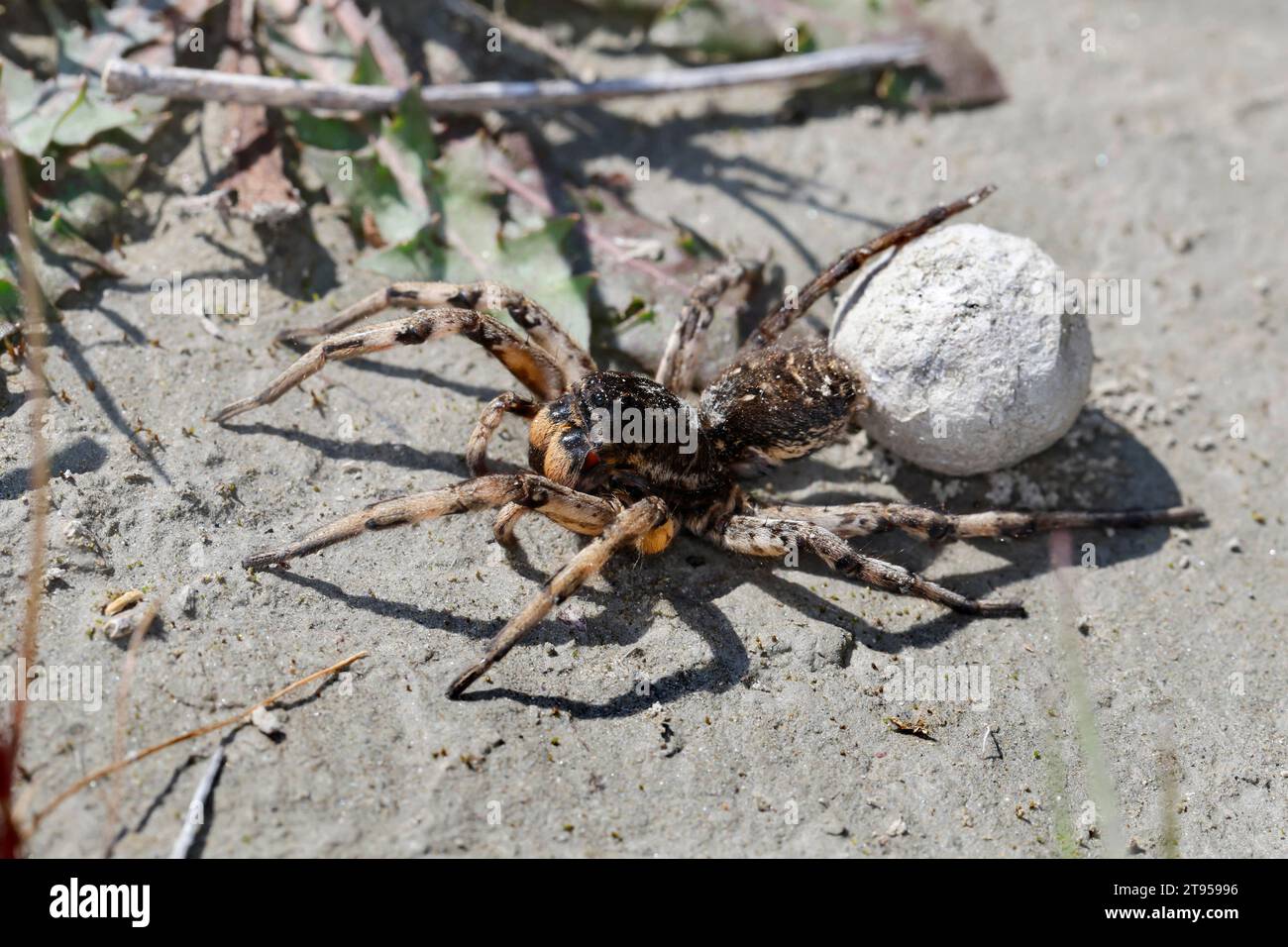 Tarantel-Geolycosa-vultuosa (Geolycosa vultuosa), female with cocoon ...