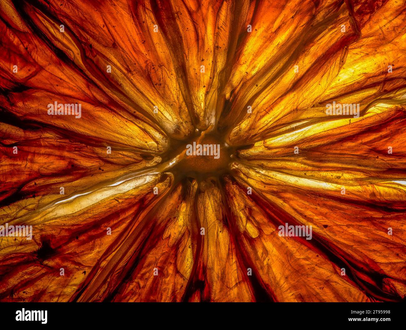 lemon (Citrus limon), dried lemon slice in backlight Stock Photo - Alamy