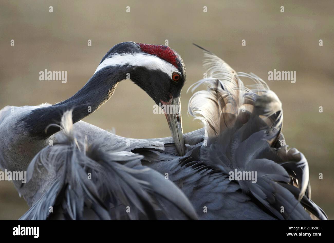 Common crane, Eurasian Crane (Grus grus), preening its tail feathers ...