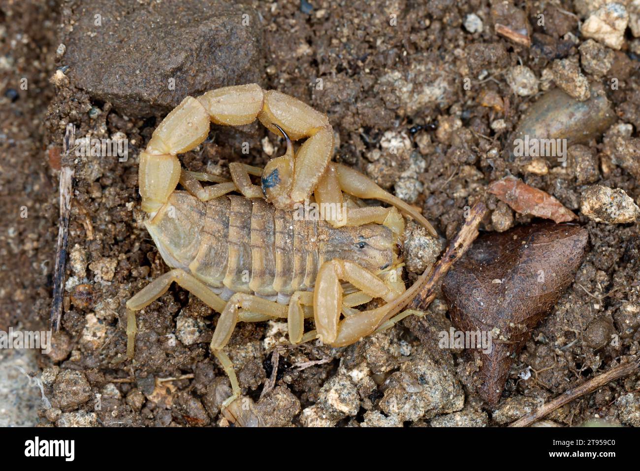 Mediterranean checkered scorpion (Mesobuthus gibbosus), on the ground ...