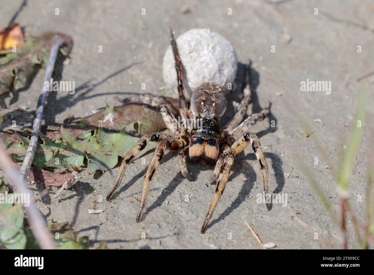 Tarantel-Geolycosa-vultuosa (Geolycosa vultuosa), female with cocoon ...