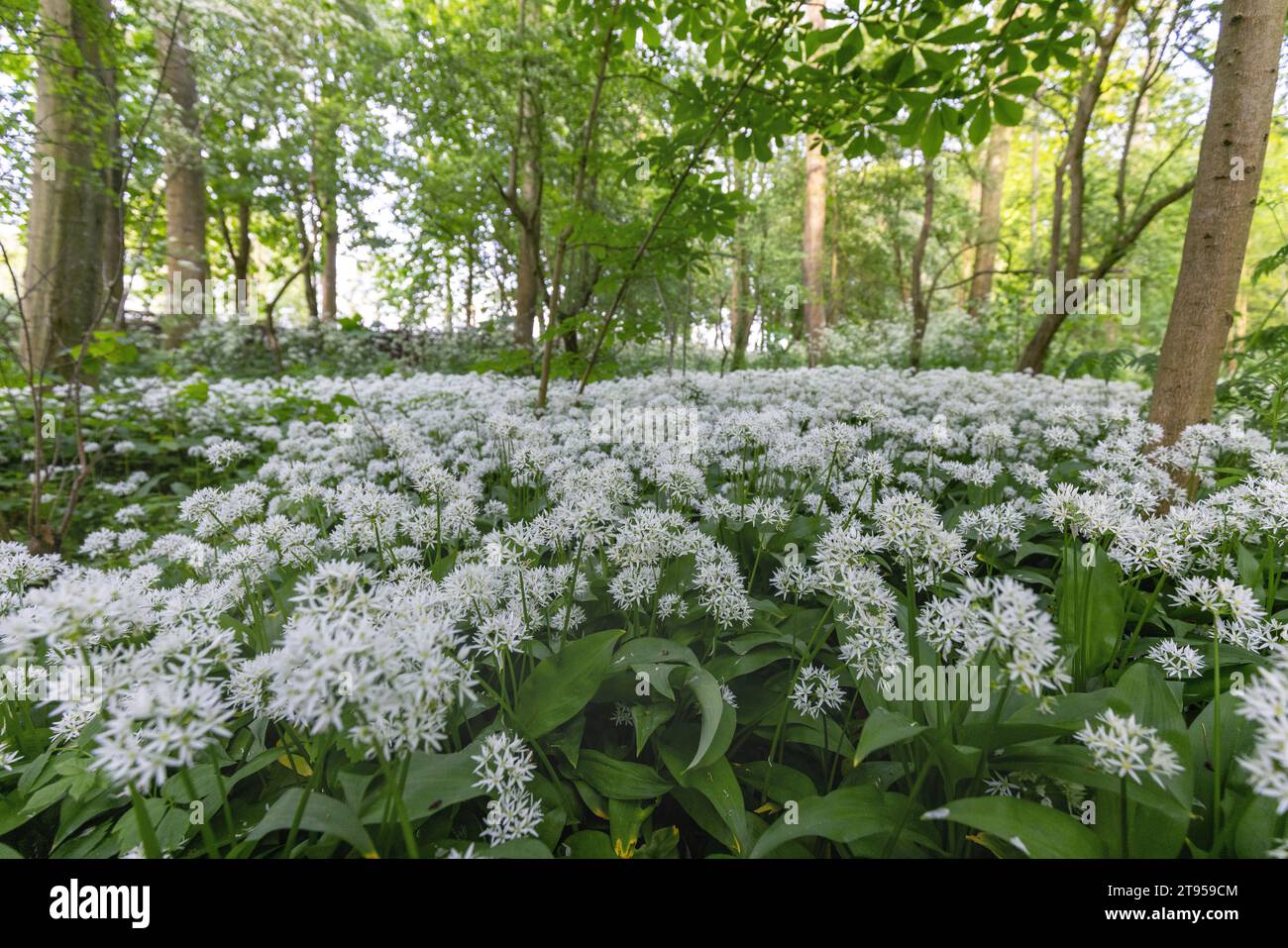 ramson, buckrams, wild garlic, broad-leaved garlic, wood garlic, bear ...
