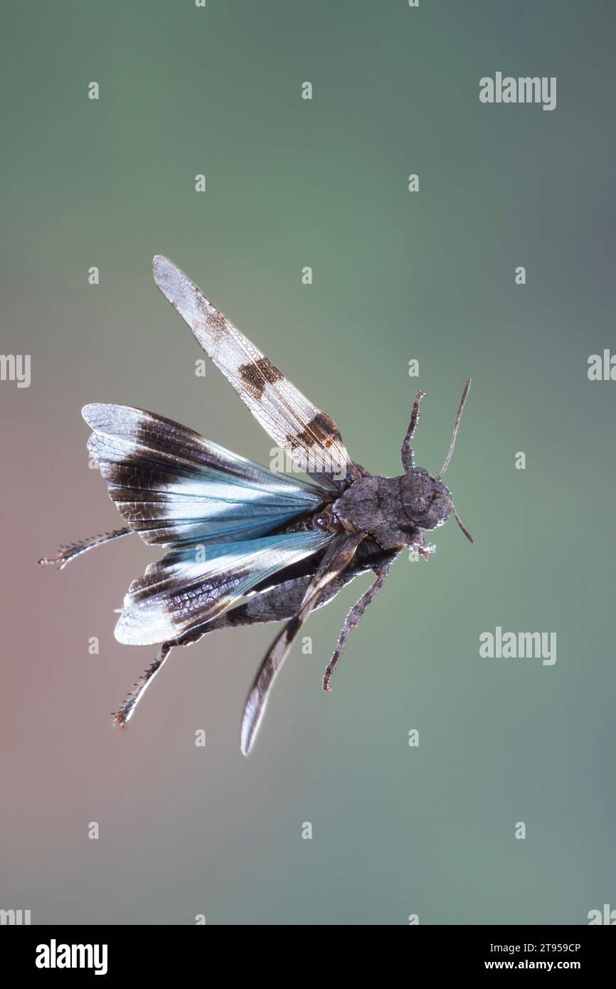 Flying grasshopper hi-res stock photography and images - Alamy