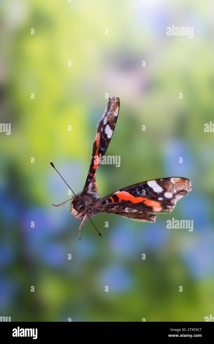 Red admirals hi-res stock photography and images - Alamy