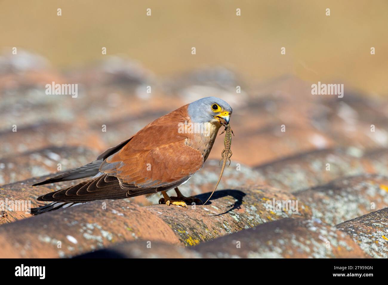 lesser kestrel (Falco naumanni), male perching on the roof of a finca ...