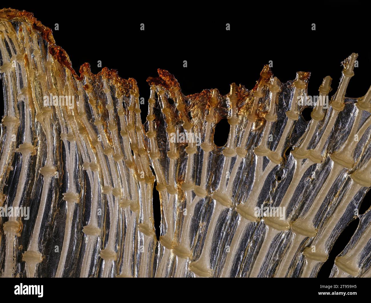 partly roasted cartikage of the pectoral fin of a ray Stock Photo - Alamy
