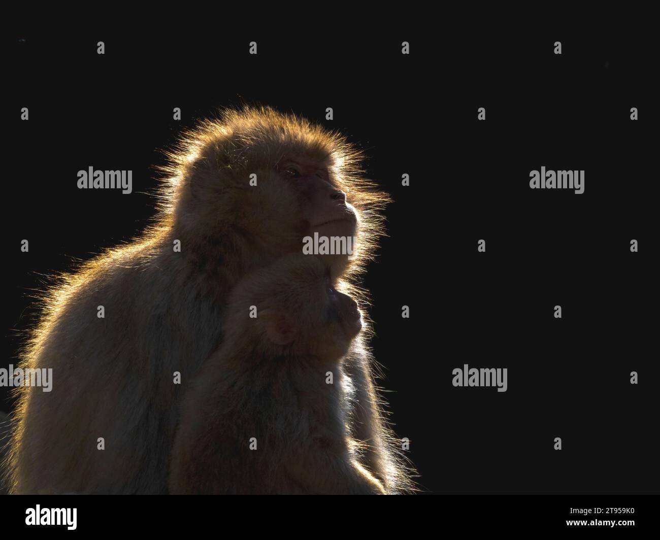 Japanese macaque, snow monkey (Macaca fuscata), mother and child in the ...