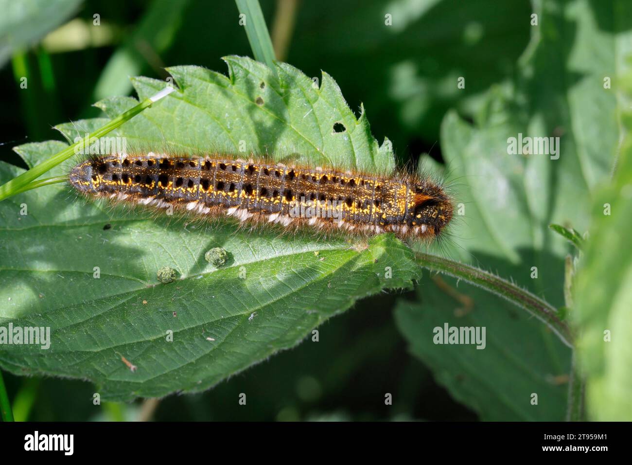 The Drinker (Philudoria potatoria, Euthrix potatoria), caterpillar on a ...
