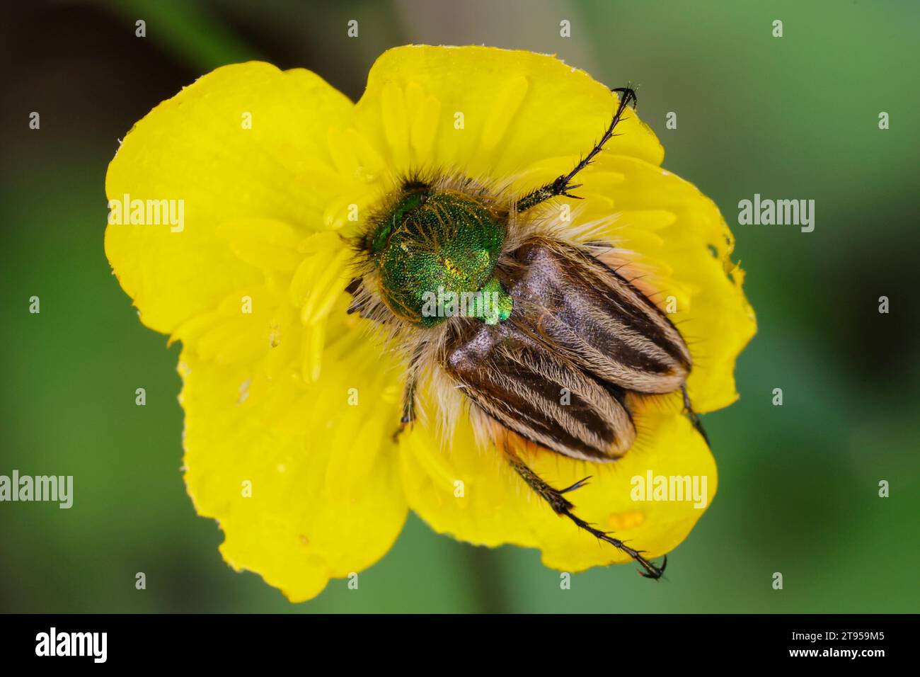 bumble bee scarab beetle (Eulasia pareyssei, Eulasia laserri, Eulasia ...