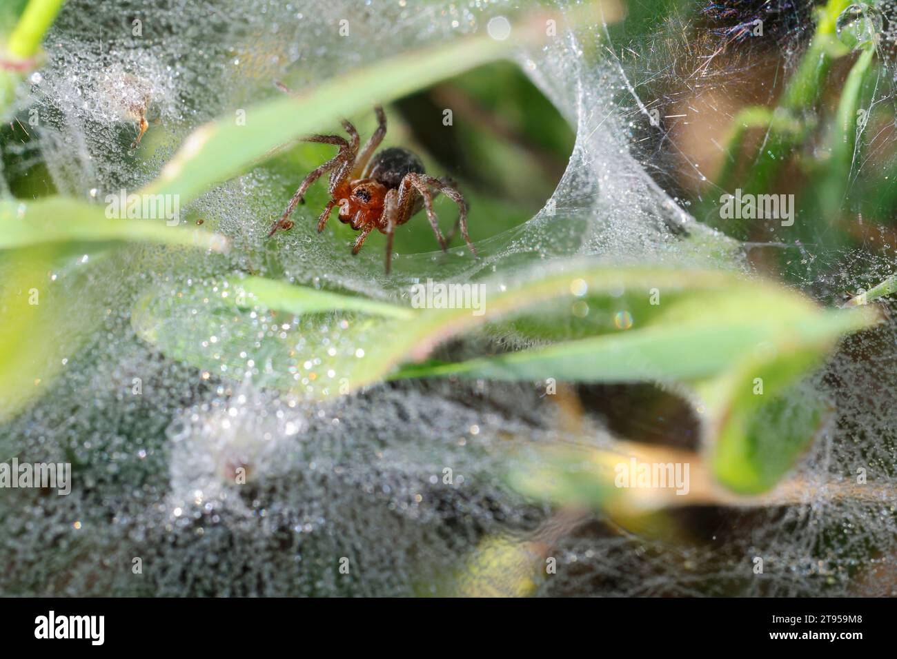 grass funnel-weaver, maze spider (Agelena labyrinthica oder Agelena ...
